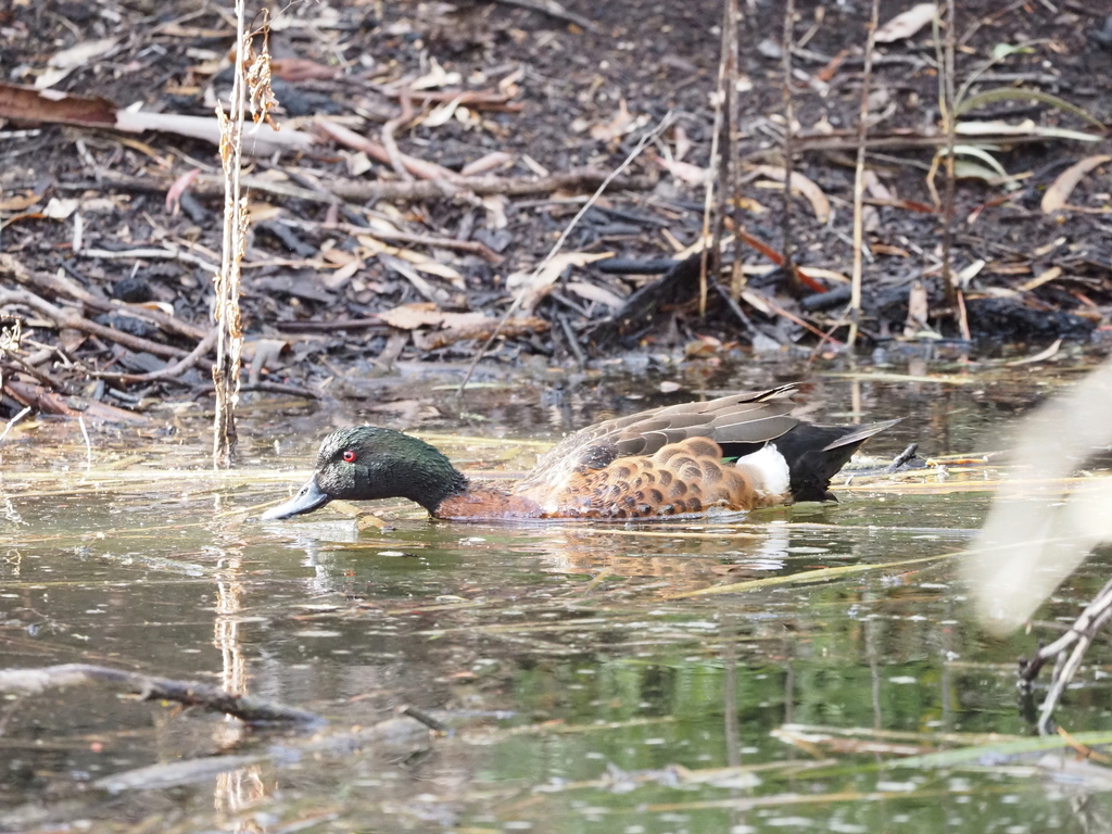 Chestnut Teal from Melbourne VIC, Australia on January 7, 2025 at 07:13 ...