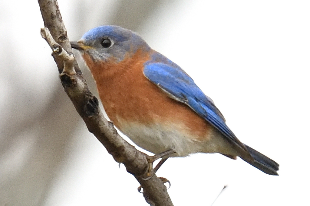 Eastern Bluebird from Bustamante, N.L., México on January 3, 2025 at 09 ...