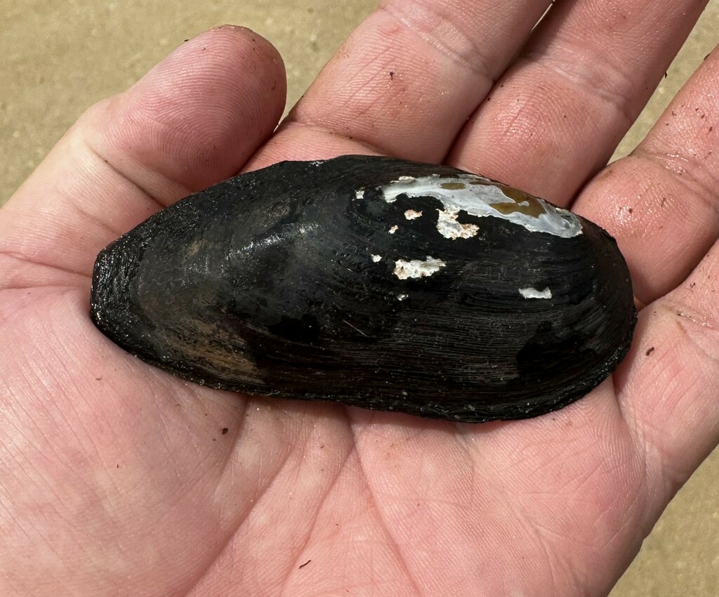 Gulf Spike from Conecuh River, Pollard boat ramp, Escambia County, AL ...