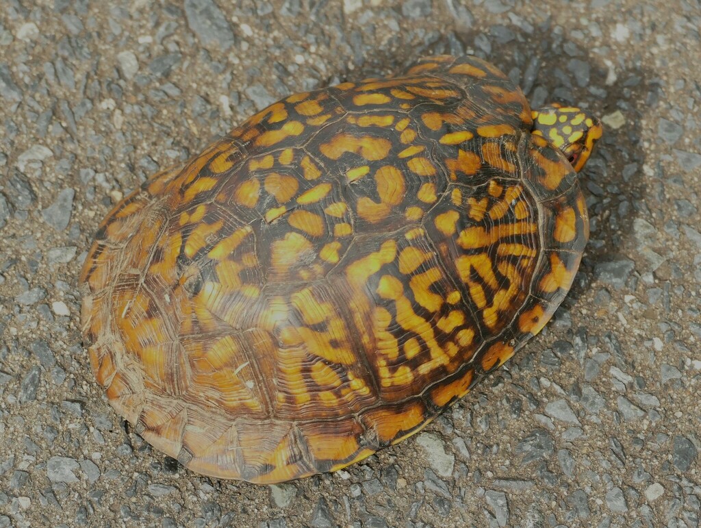 Eastern Box Turtle in September 2024 by John A. Gerwin · iNaturalist