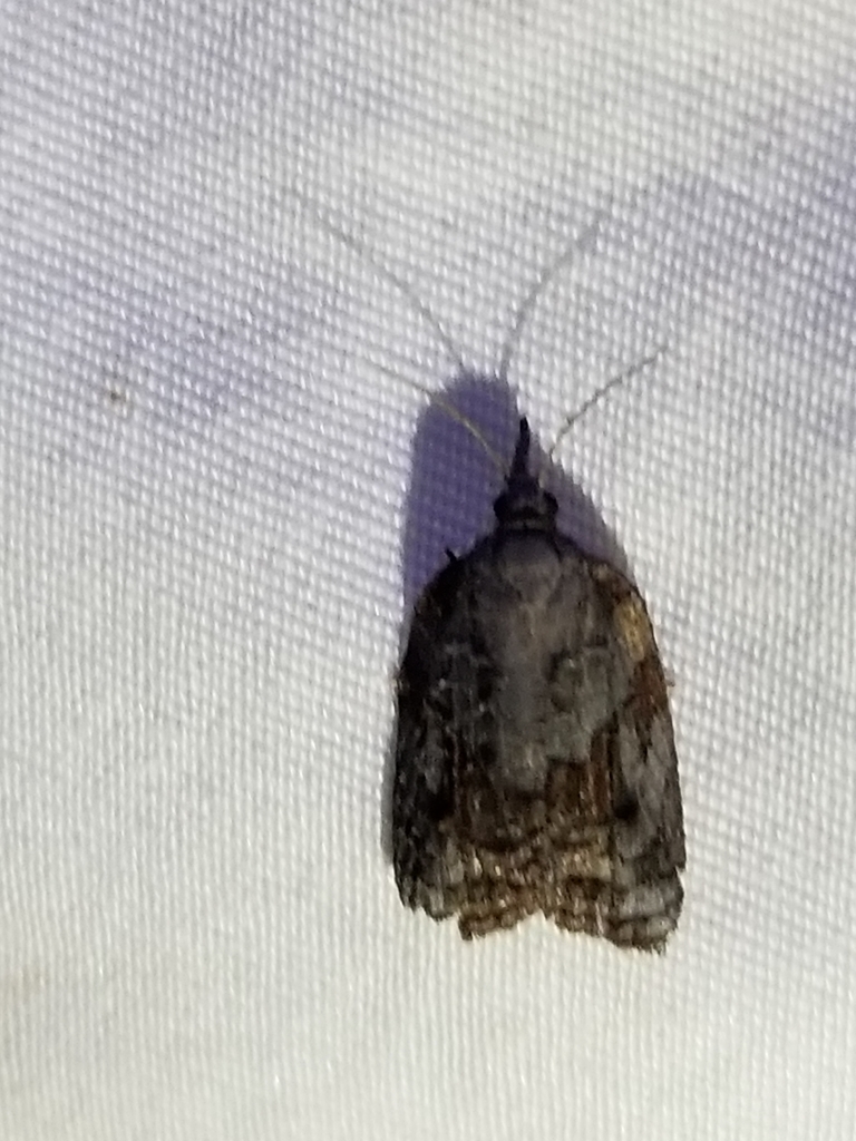 Tufted Apple Bud Moth from 9435 Granite Hill, Columbia, MD 21046, USA ...