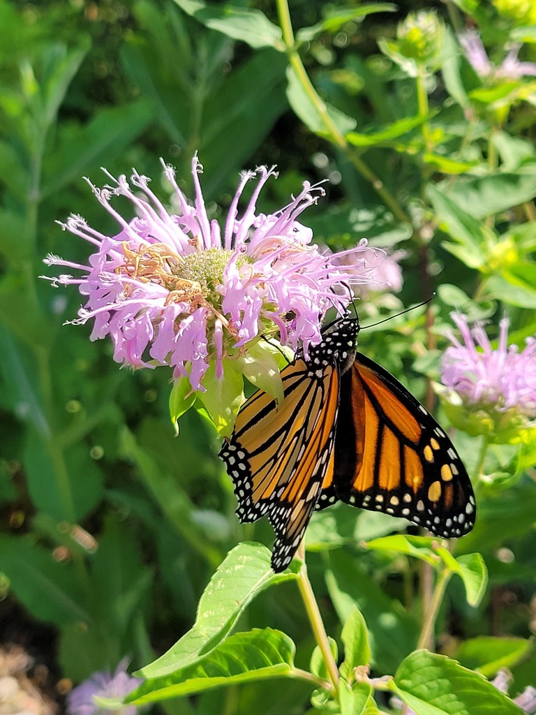 Monarch from North Central Westminster, Westminster, CO, USA on July 16 ...