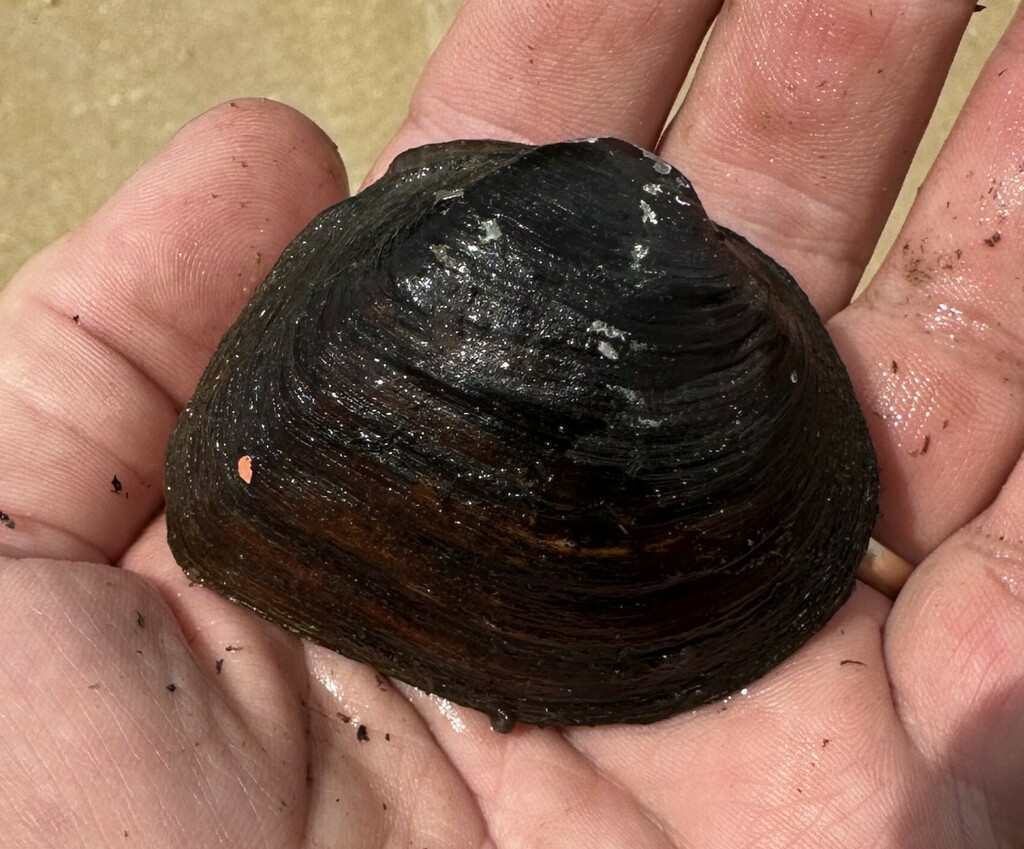 Narrow Pigtoe in June 2024 by Jeff Garner · iNaturalist