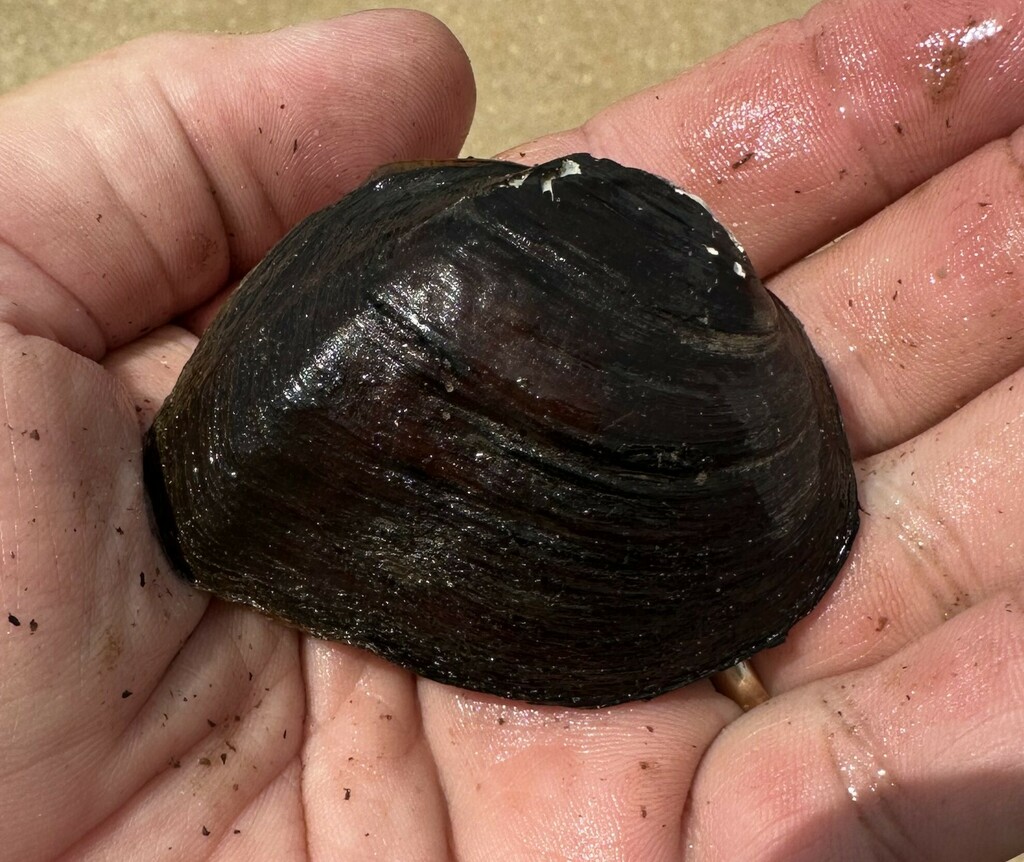 Narrow Pigtoe in June 2024 by Jeff Garner · iNaturalist