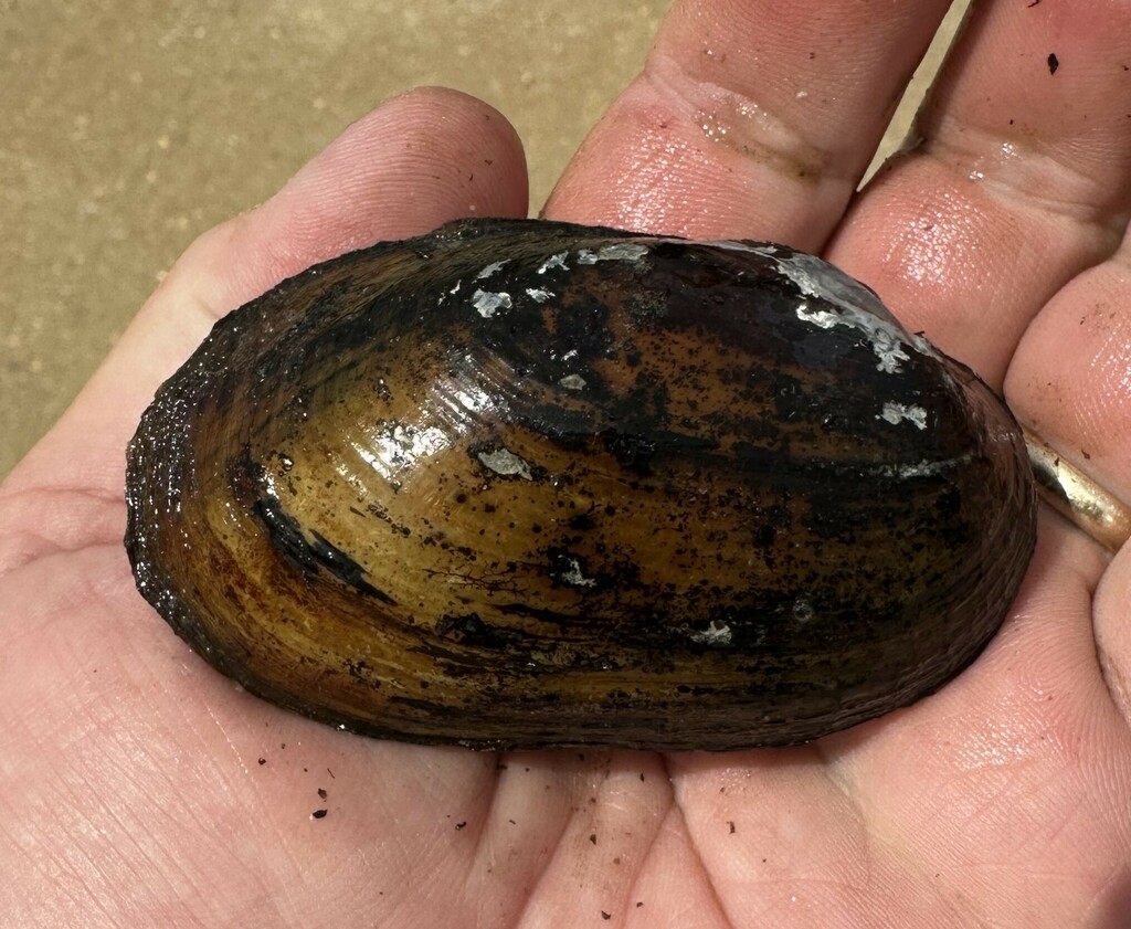 Rough Fatmucket from Conecuh River, Pollard boat ramp, Escambia County ...