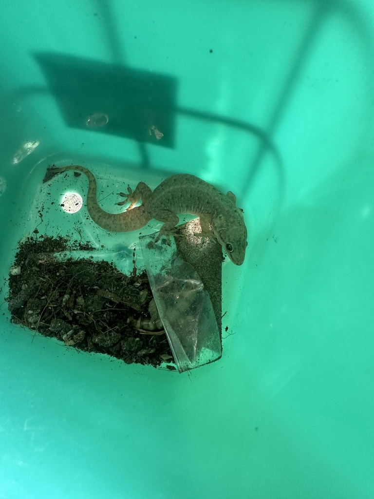Oriental House Gecko from 臺灣島, 大里區, 臺中市, TW on December 10, 2024 at 08: ...