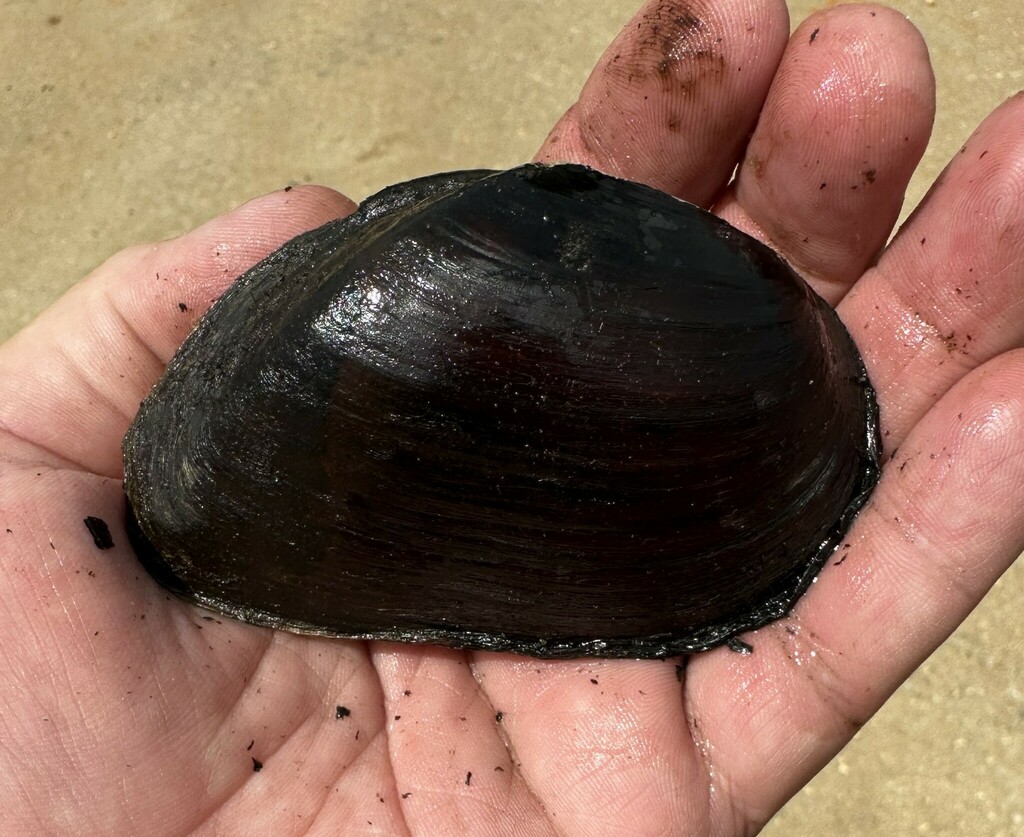 Elephantear from Conecuh River, Pollard boat ramp, Escambia County, AL ...