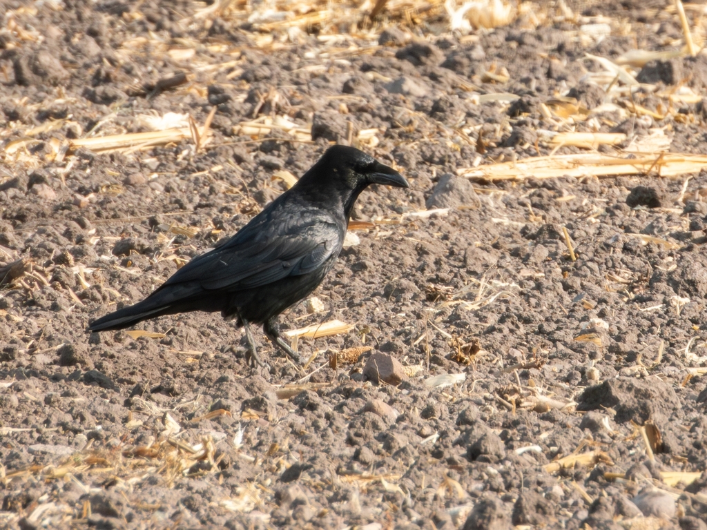 Chihuahuan Raven from 37700 San Miguel de Allende, Gto., México on ...