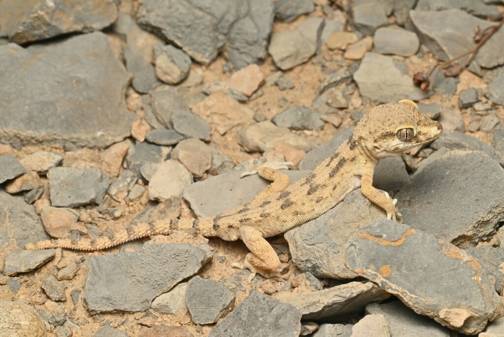 Hajar Tuberculated Gecko from V4V6+JJ Wadi Ghalilah - Ras Al Khaimah ...