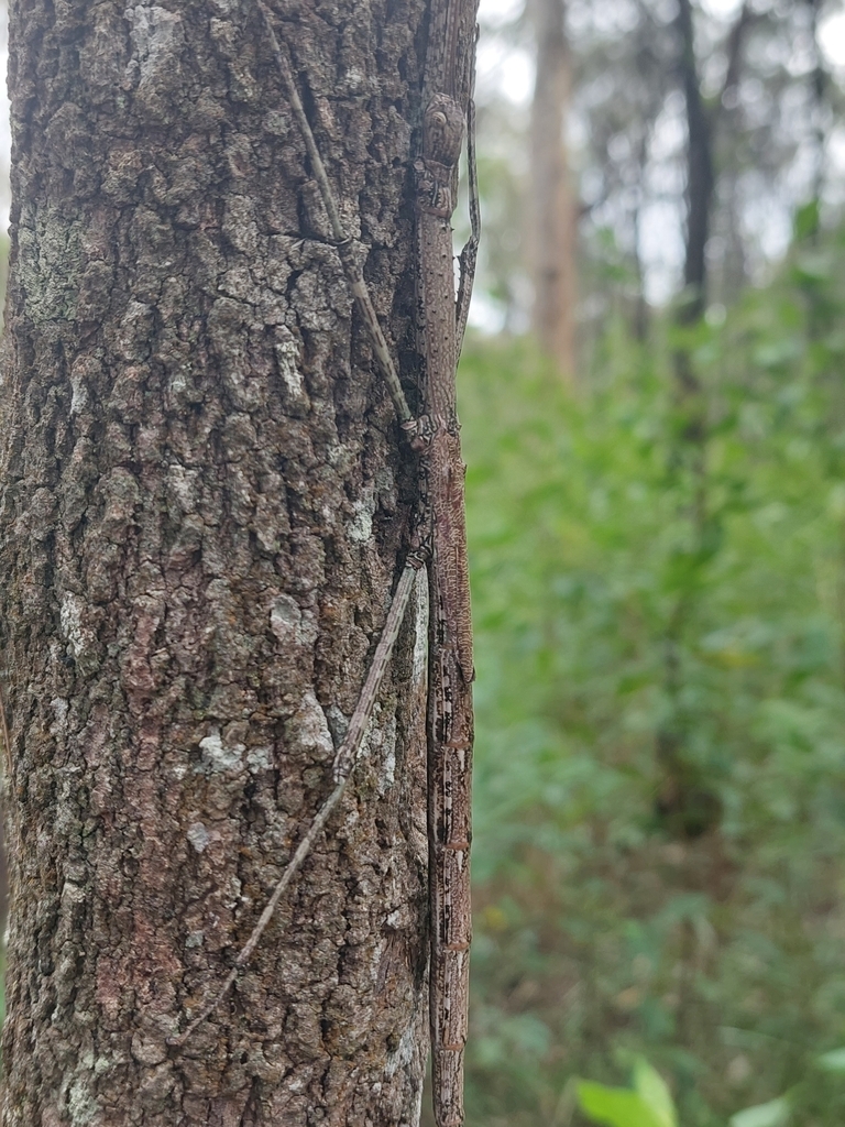 tessellated stick insect from Glass House Mountains QLD 4518, Australia ...