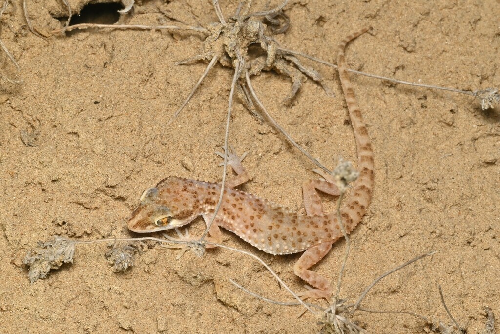 Southern Tuberculated Gecko from HMVF+G6 Emirate of Umm Al Quwain ...