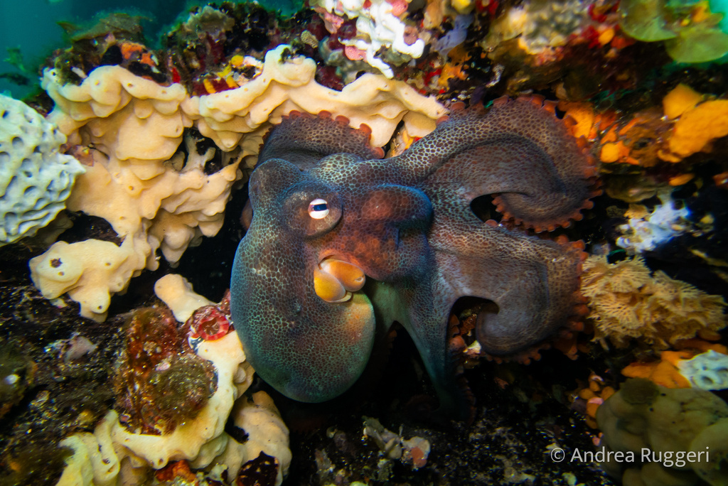 Star Octopus from Oceano Indiano, Busselton, WA, AU on January 5, 2025 ...