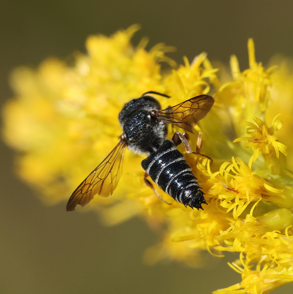 Sharptail Bees in September 2024 by Ron Goetz. Male visiting Solidago ...
