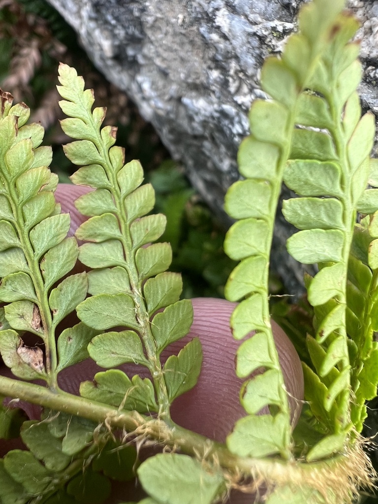 mother shield-fern from Kosciuszko National Park, Kosciuszko, NSW, AU ...