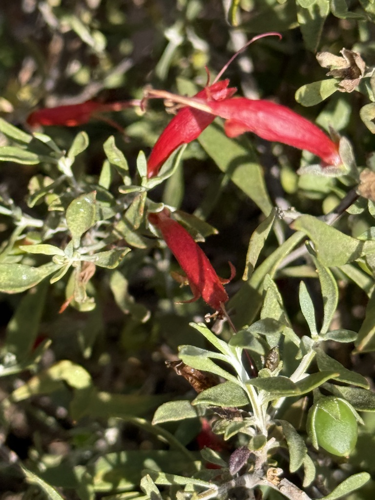 Common Emu-Bush in January 2025 by Nicole Kearney · iNaturalist