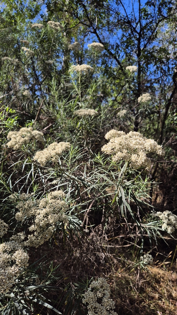 Shiny Cassinia from Warrandyte VIC 3113, Australia on January 7, 2025 ...