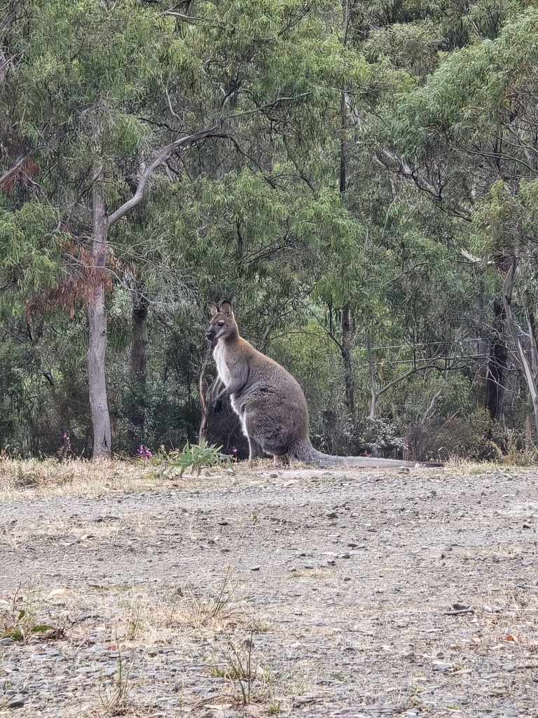 Bennett's Wallaby from Deep Bay TAS 7112, Australia on January 6, 2025 ...