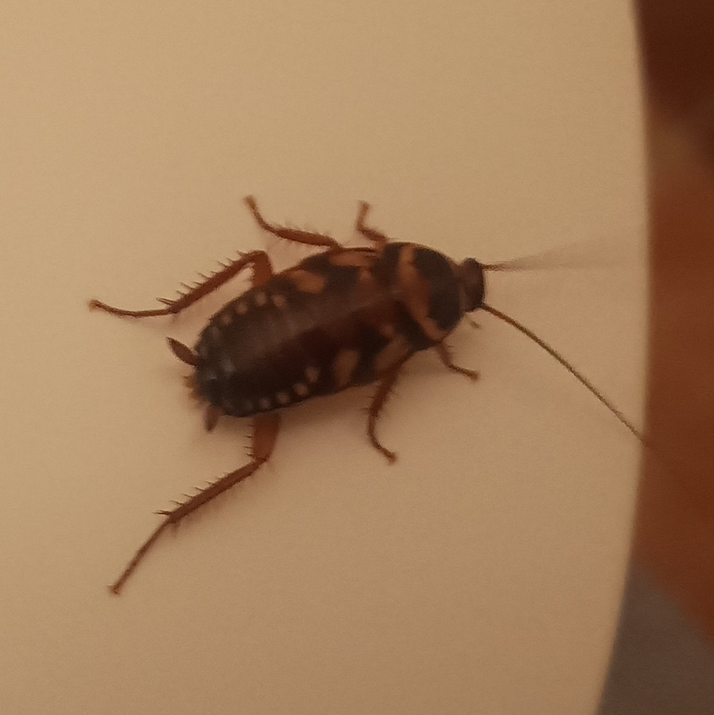 Australian Cockroach from Rockhampton City QLD 4700, Australia on ...