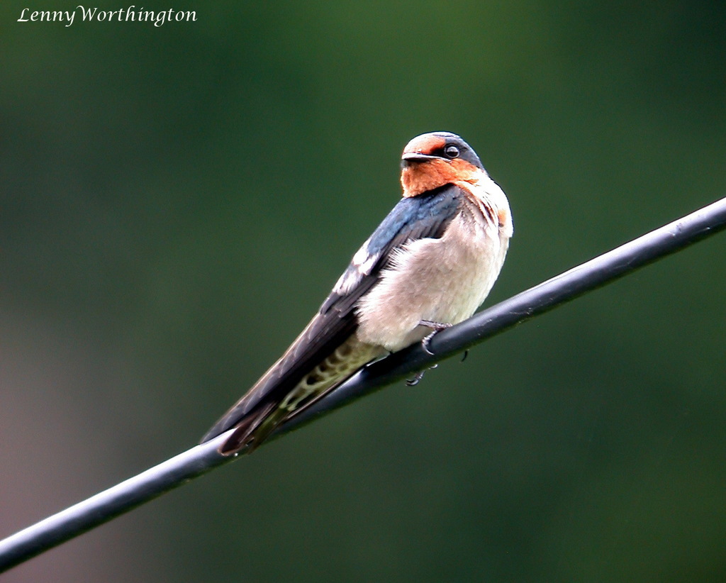 Hirundo tahitica javanica from Philippines on January 10, 2011 at 10:57 ...