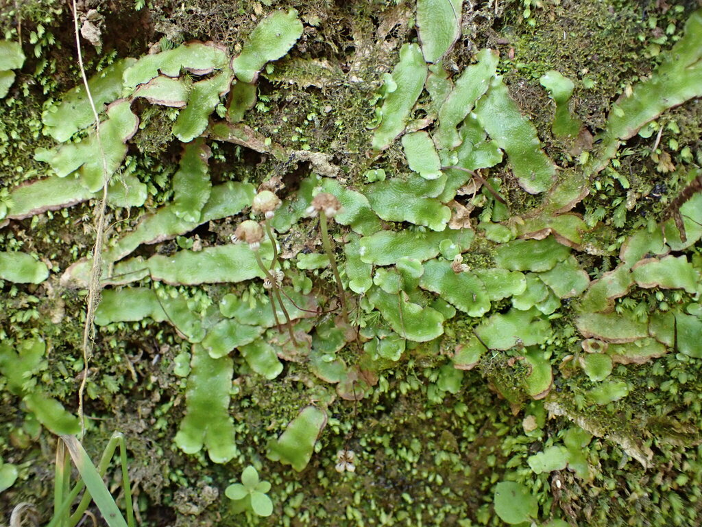 Asterella australis from Wellington, Wellington, New Zealand on January ...