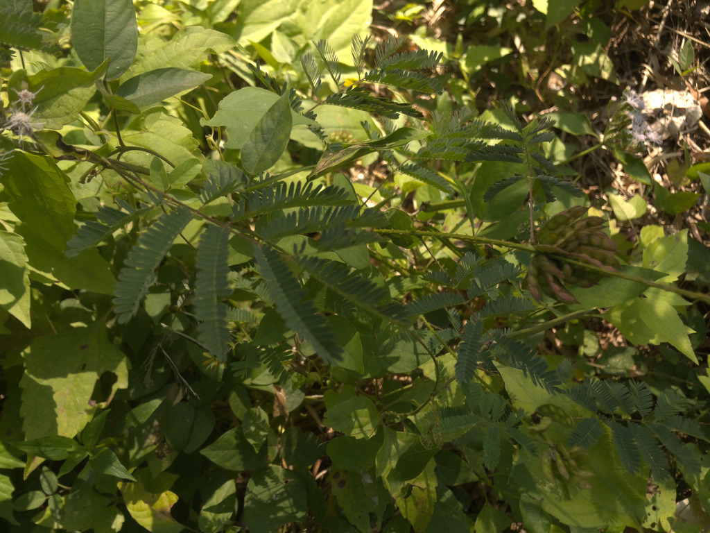 Mimoseae from Kaohsiung, TW-KH, TW on January 7, 2025 at 03:27 PM by ...