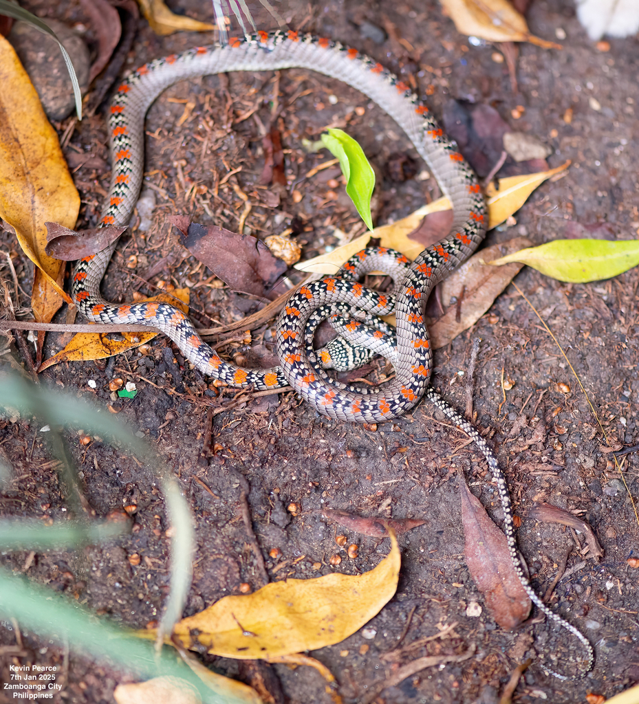 Philippine Paradise Flying Snake from W2QC+PG4, Zamboanga, Zamboanga ...