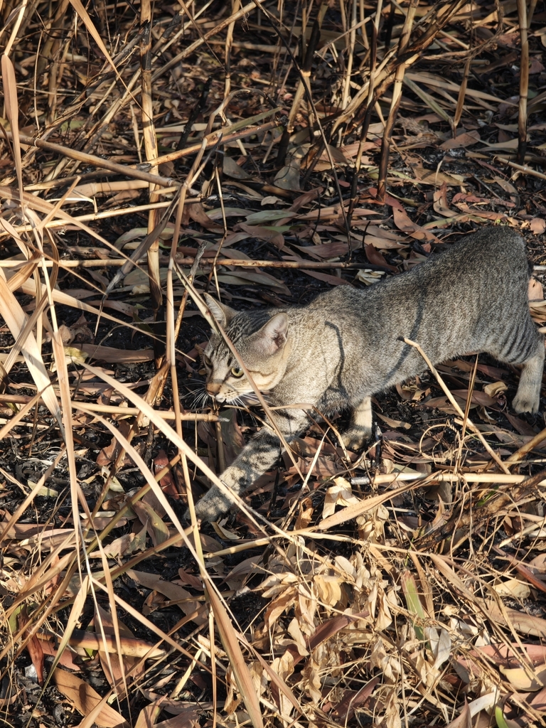 Domestic Cat from 163, Tambon Rangsit, Amphoe Thanyaburi, Chang Wat ...