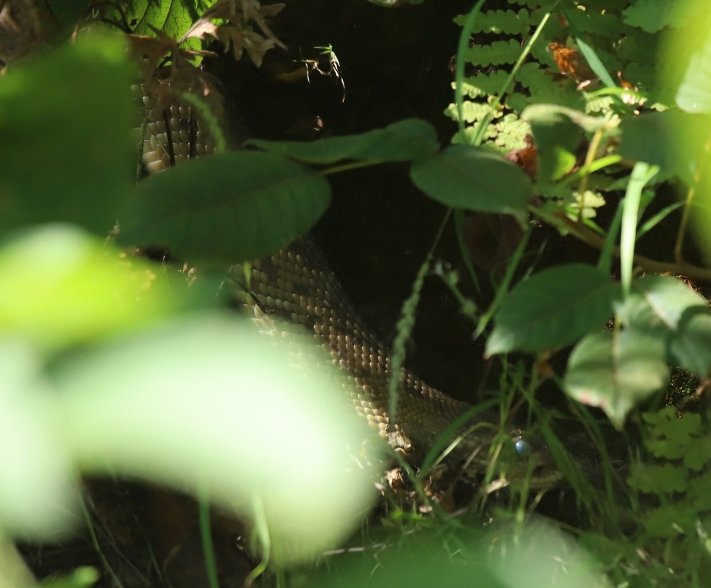 Basilisk Rattlesnake from Tepic, Nayarit, Mexico on October 28, 2024 at ...