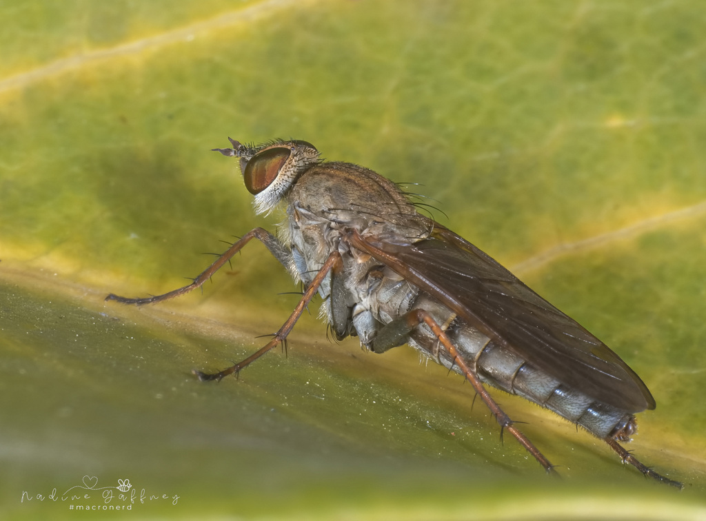 Anabarhynchus from Greater Taree, AU-NS, AU on September 17, 2024 at 01 ...