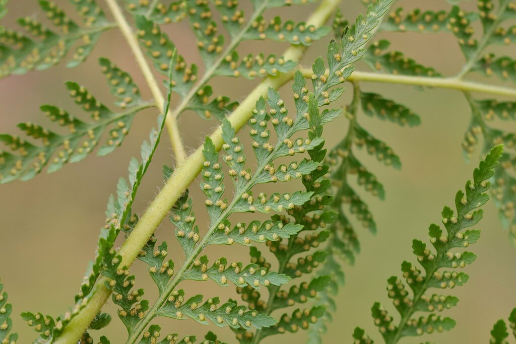 Common Ground Fern from Drouin VIC 3818, Australia on January 6, 2025 ...
