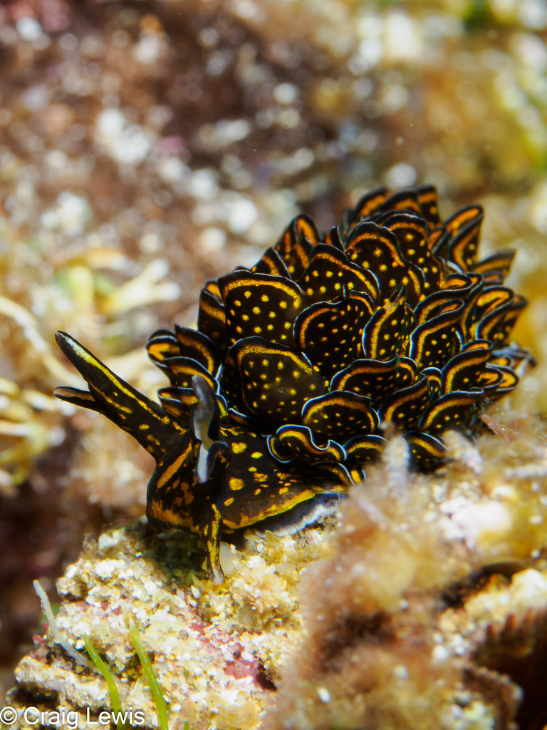 Black-and-gold Sapsucking Slug from South Solitary Island, New South ...