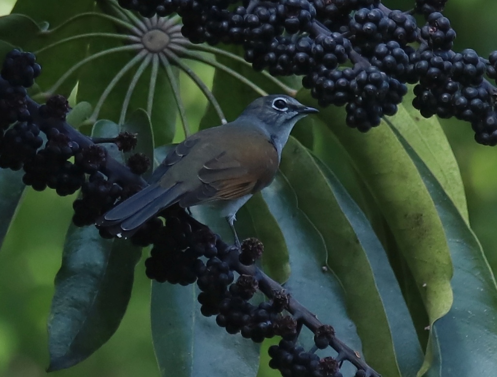 Brown-backed Solitaire from Tepic, Nayarit, Mexico on October 28, 2024 ...