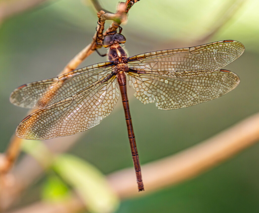 Eastern Hawk from Enoggera Reservoir QLD 4520, Australia on January 5 ...