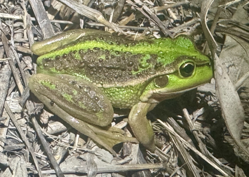 Southern Bell Frog from Gannawarra, AU-VI, AU on January 5, 2025 at 11: ...