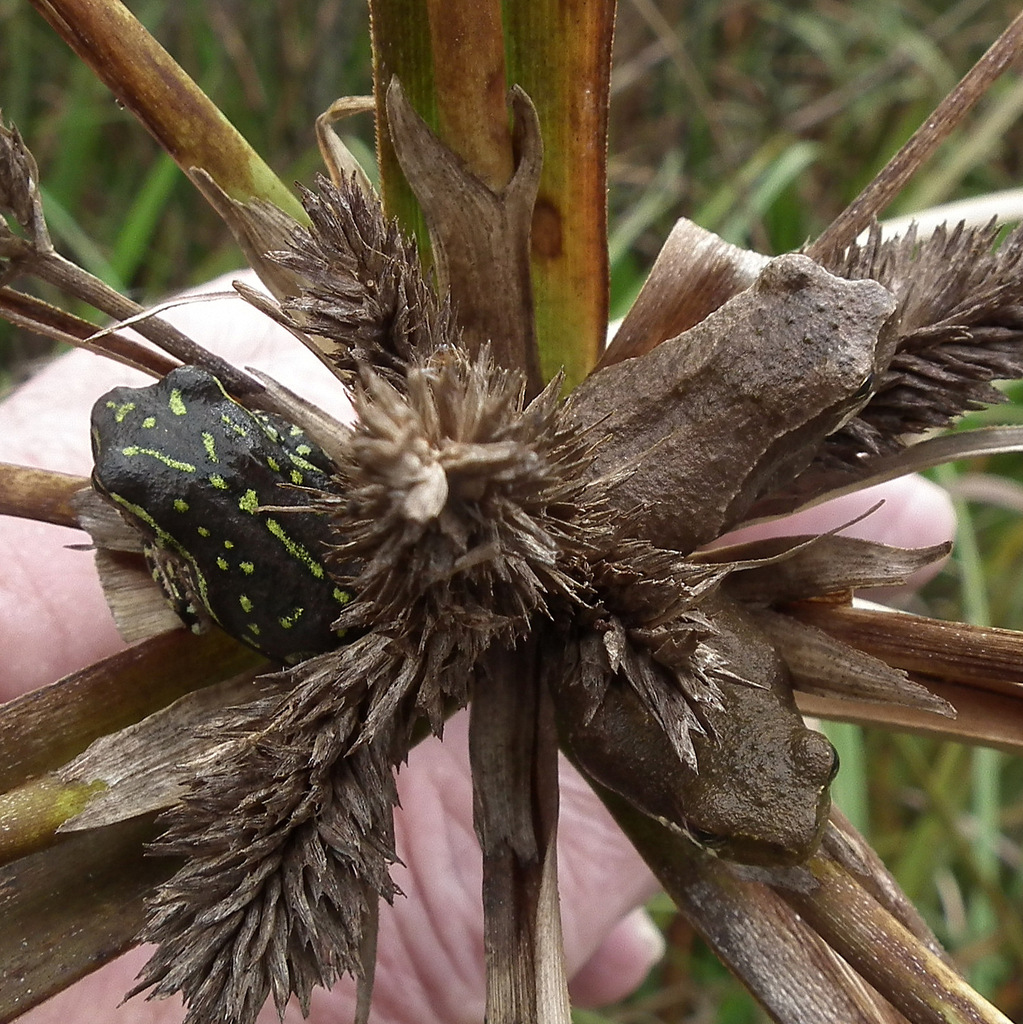 Spotted Painted Reedfrog from Garden Route Botanical Garden on January ...
