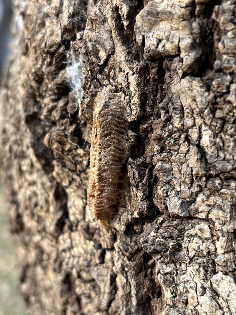 Narrow-winged Mantis in January 2025 by Nakatada Wachi · iNaturalist