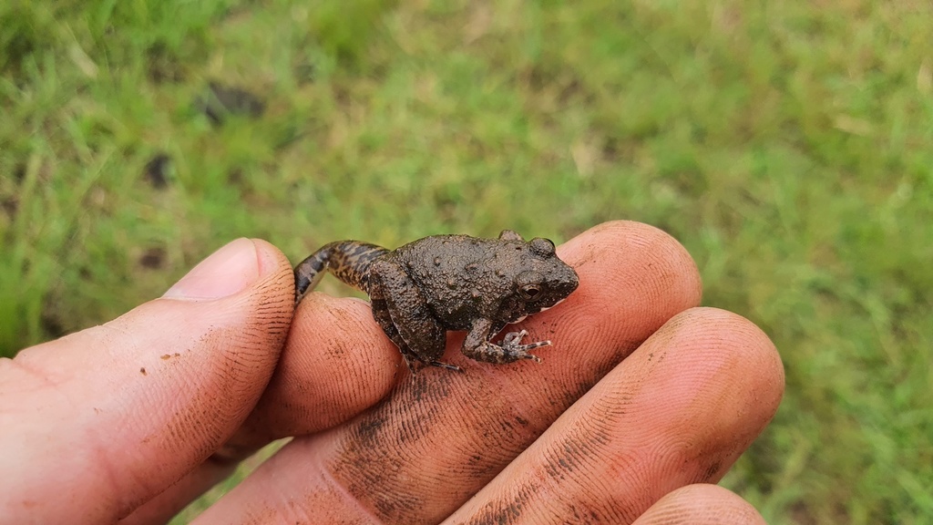 Natal Puddle Frog from Howick, South Africa on March 14, 2022 at 10:17 AM by Luke Kemp · iNaturalist