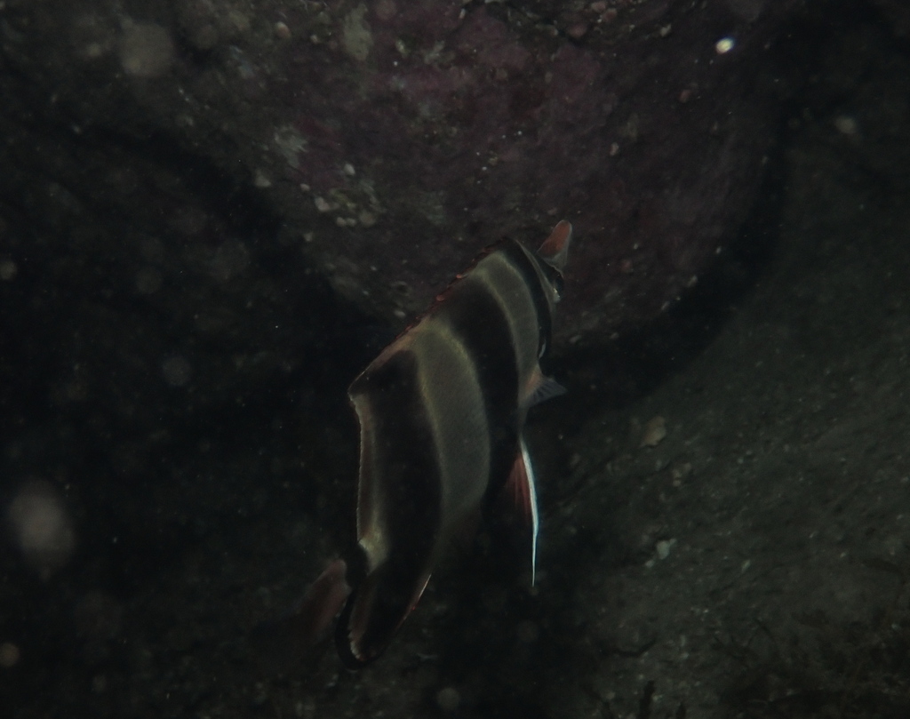 Eastern Talma from Cabbage Tree Bay on January 3, 2025 at 10:15 AM by ...