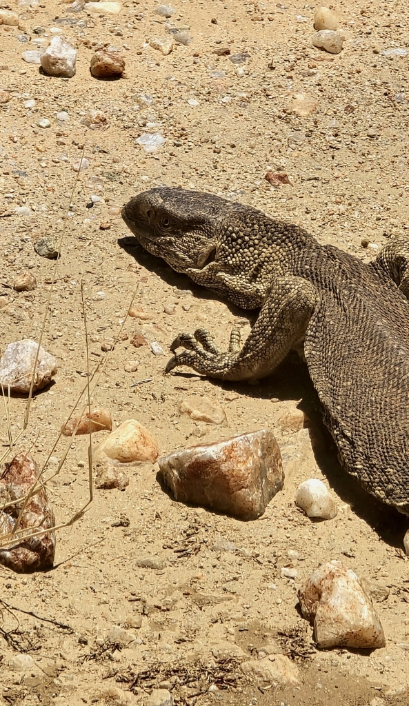 Angolan White-throated Monitor from Hardap Region, Namibia on January 6 ...