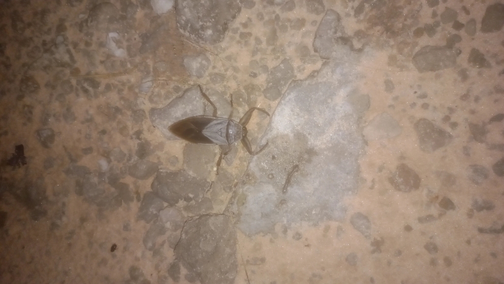 African Giant Water Bug from Ohangwena Region, Namibia on January 3 ...
