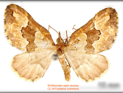 (Psaliodes potina)