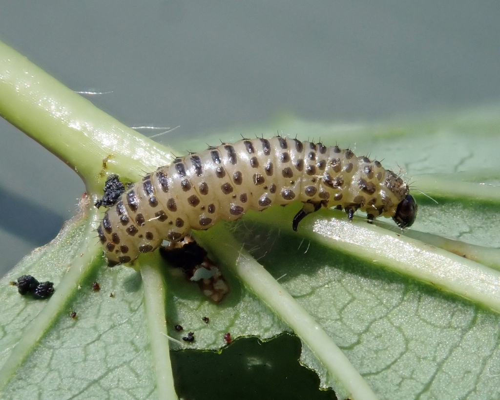 Viburnum Leaf Beetle from Salem, NH 03079, USA on June 3, 2020 at 10:25 ...