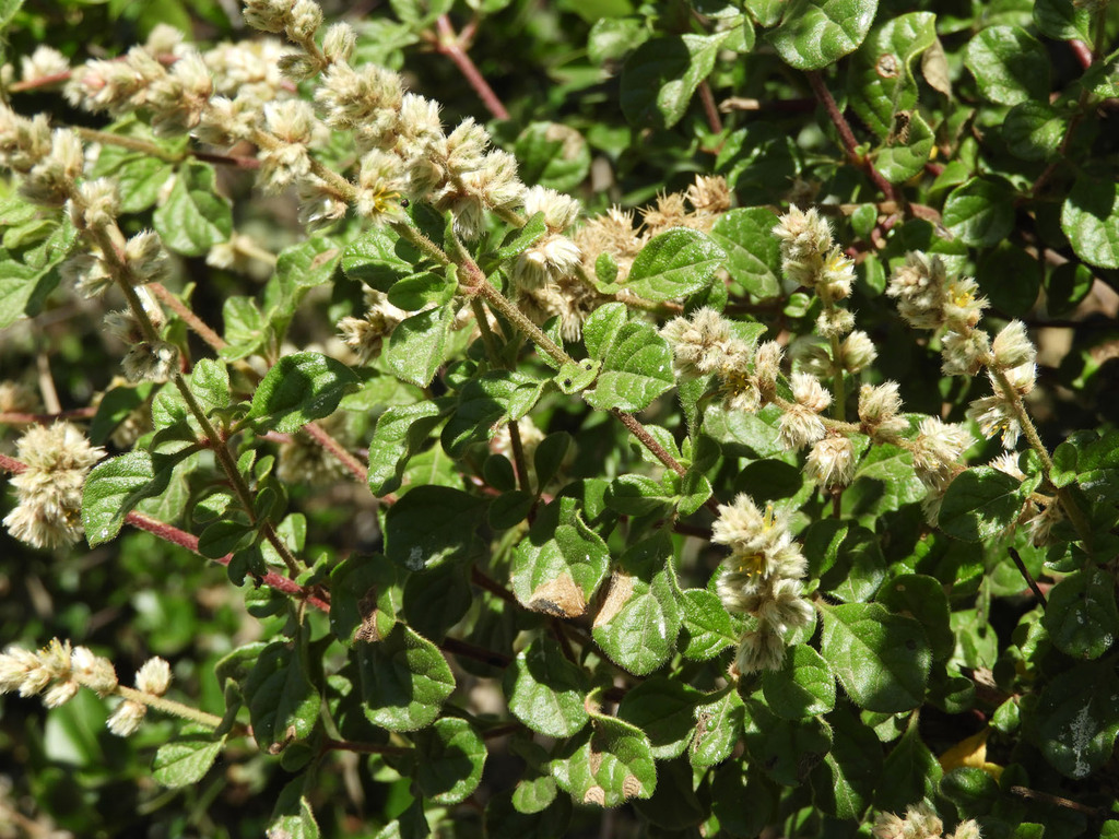 Cyathula from Hells Gate National Park, Kenya on January 11, 2023 at 09 ...