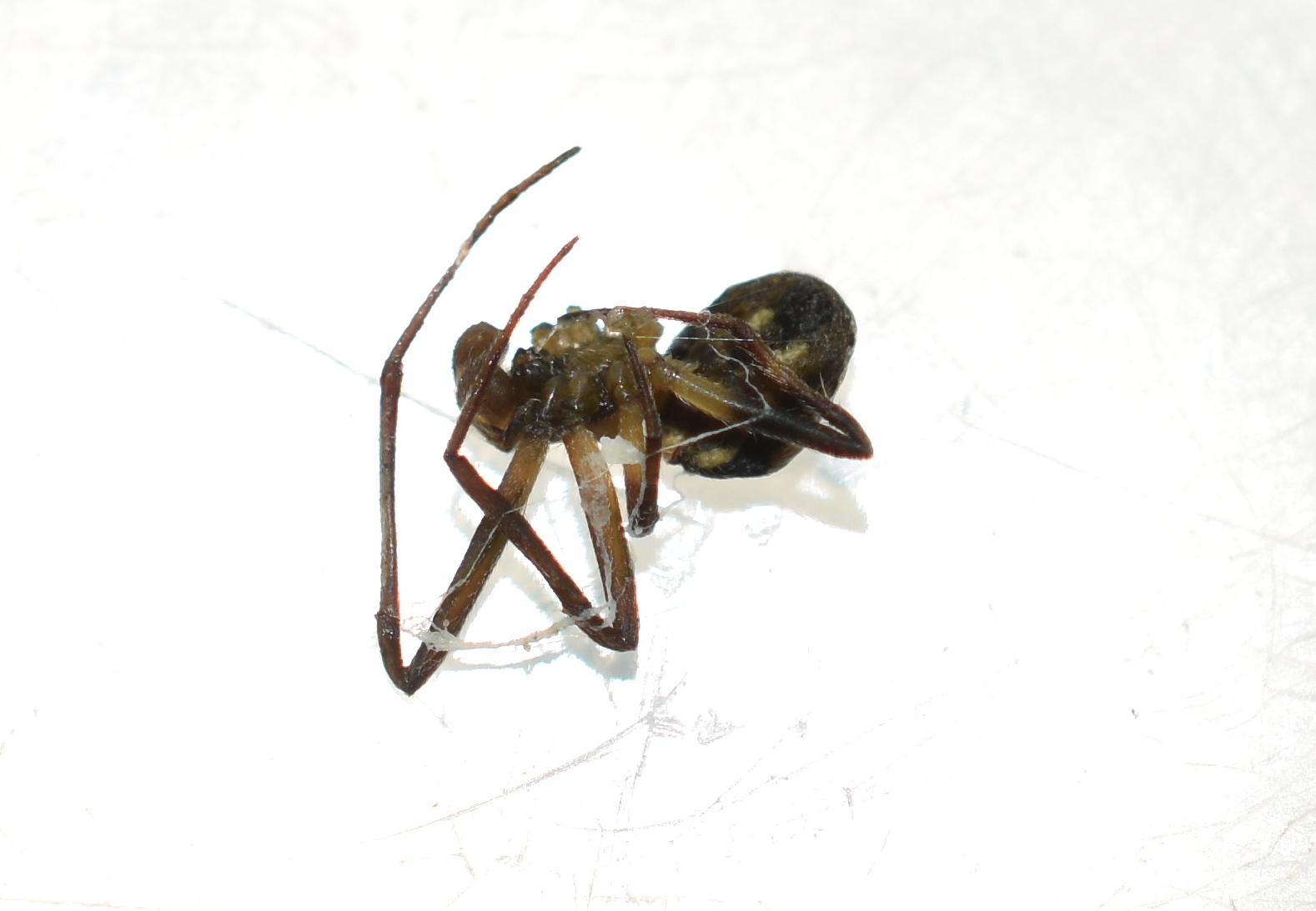 Acacesia tenella (L.Koch, 1871)