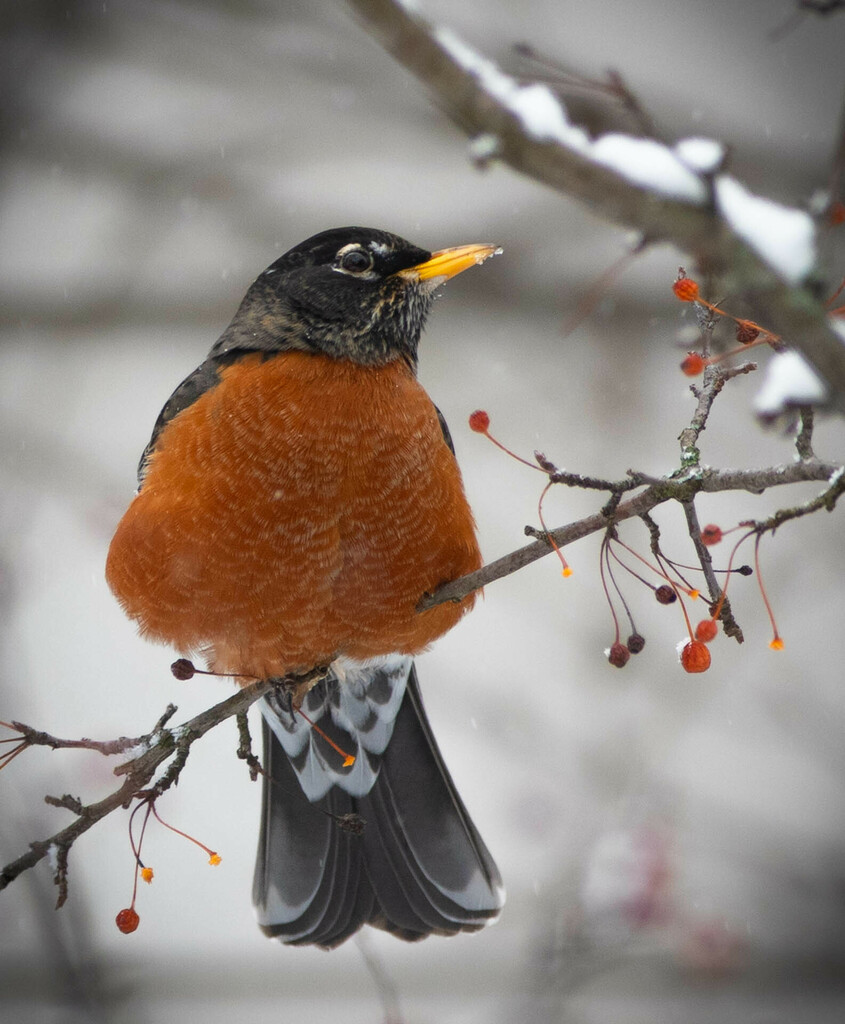 American Robin from Point Breeze, Pittsburgh, PA 15208, USA on January ...