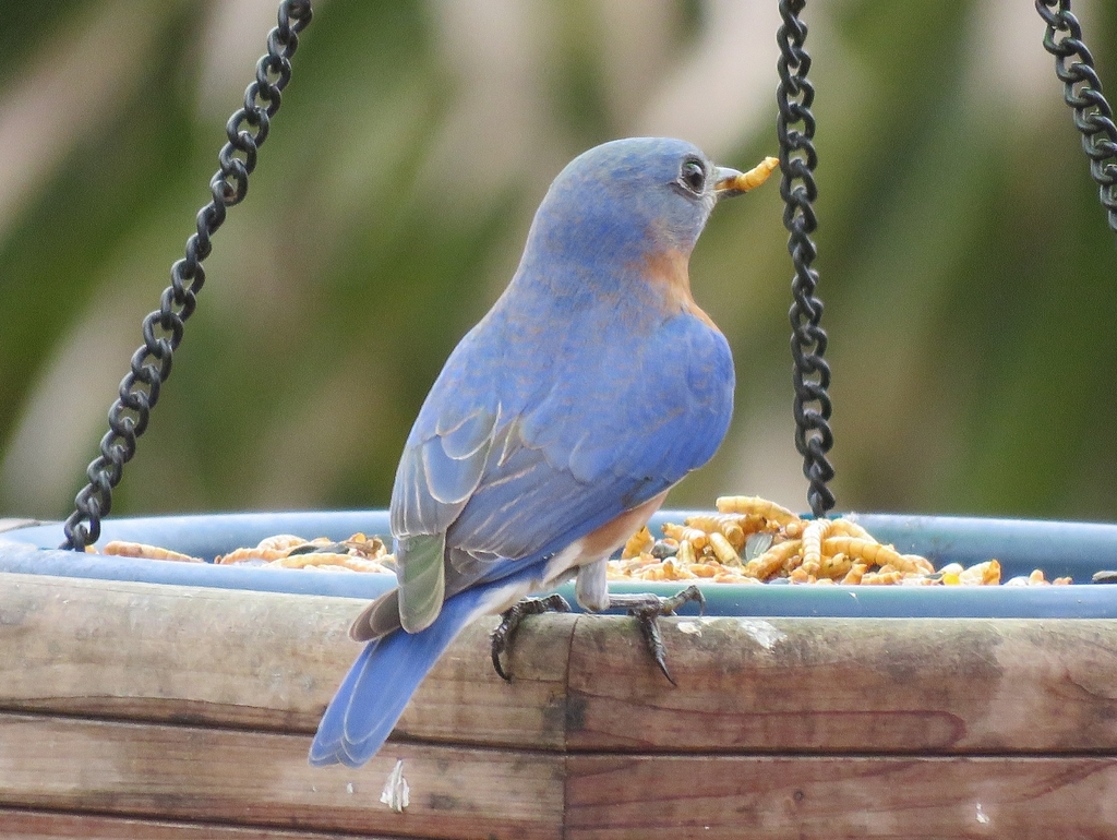 Eastern Bluebird from Palm Coast, FL, USA on January 7, 2025 at 12:08 ...