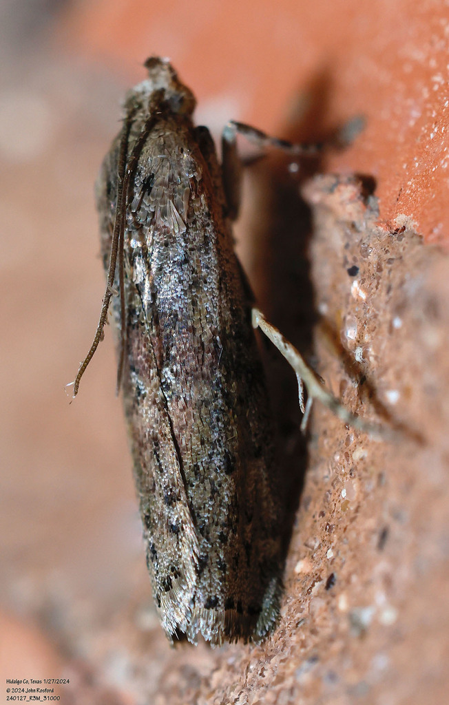 Hackberry Leafroller Moth from Mission, TX, USA on January 27, 2024 at ...