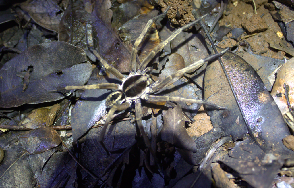 Wolf Spiders and Allies from District de Corozal, Belize on January 2 ...