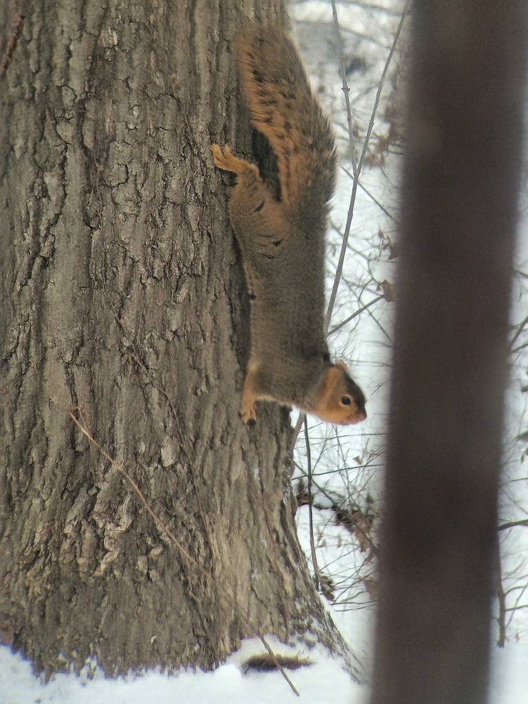 Eastern Fox Squirrel from Vermillion County, IN, USA on January 7, 2025 ...
