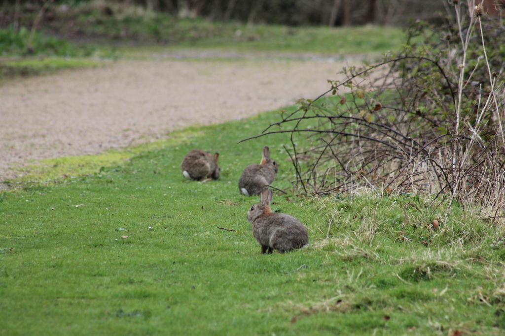 European Rabbit from Falmer, Brighton BN1, UK on March 28, 2024 at 05: ...